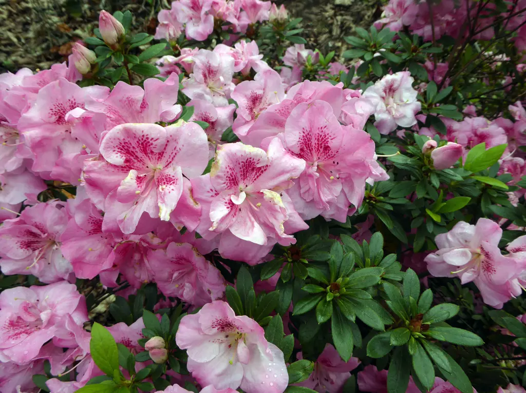 Buy Rhododendron ‘Seta’ Online NZ | Free Shipping