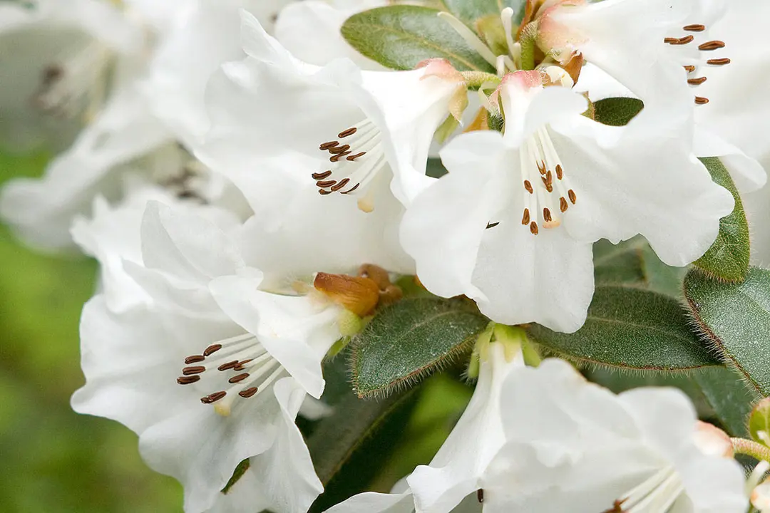 Buy Rhododendron ‘Snow Lady’ NZ | Free Shipping
