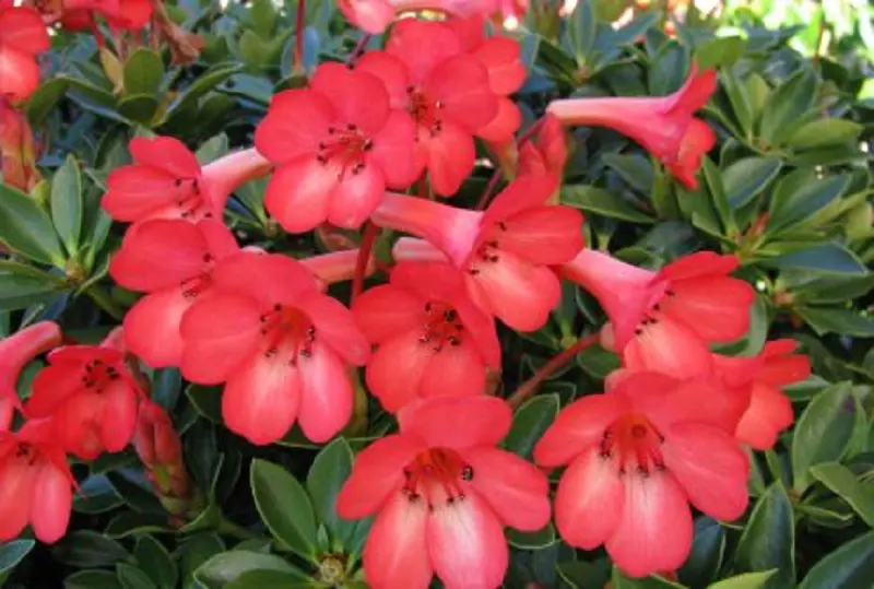 Buy Rhododendron Vireya ‘Saxon Glow’ NZ | Free Shipping
