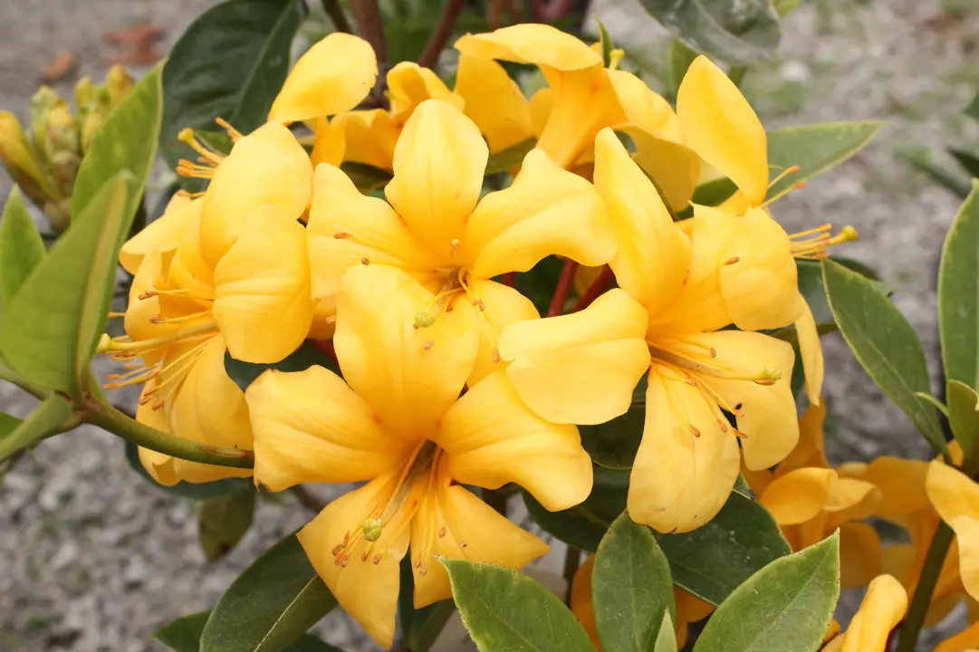 Buy Rhododendron Vireya ‘Butterscotch’ NZ | Free Shipping