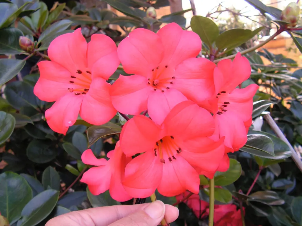 Buy Rhododendron Vireya ‘Coral Flare’ NZ | Free Shipping