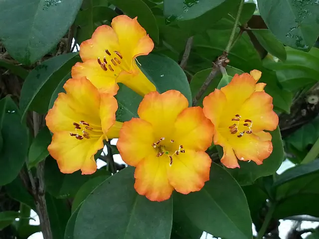 Buy Vireya Rhododendron ‘Haloed Gold’ NZ | Free Shipping