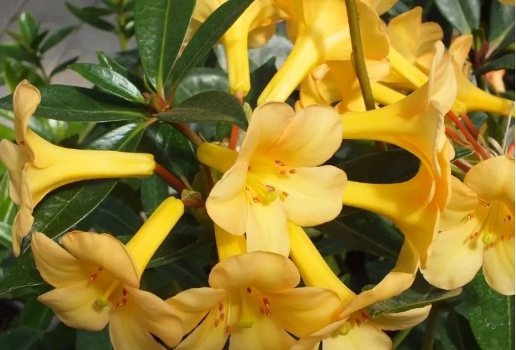 Buy Vireya Rhododendron ‘Just Peachy’ NZ | Free Shipping