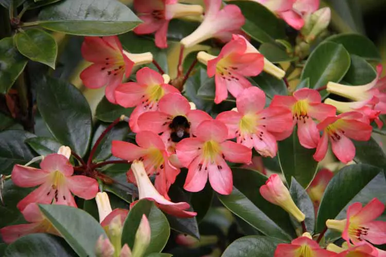 Buy Rhododendron Vireya ‘Kisses’ NZ | Free Shipping