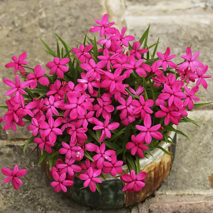 Buy Rhodohypoxis baurii ‘Pink’ Online | Free Shipping NZ