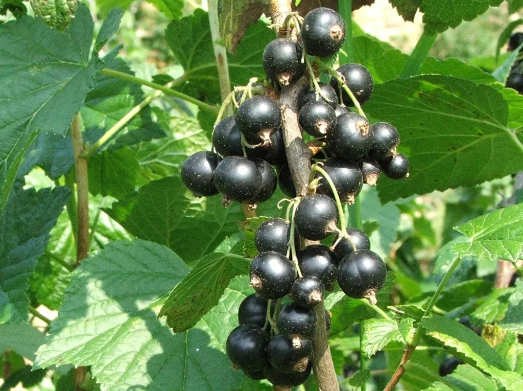 Buy Ribes 'Black Magnus' Plants Online | Free Shipping NZ