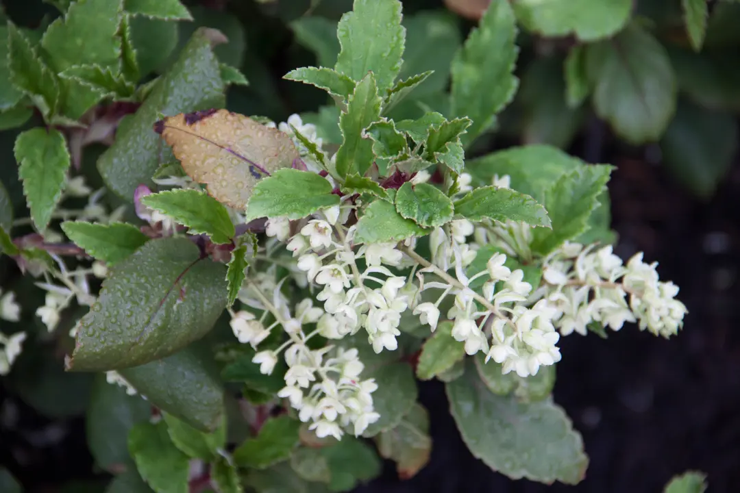 Buy Ribes laurifolium (Evergreen Currant) Plants Oline NZ