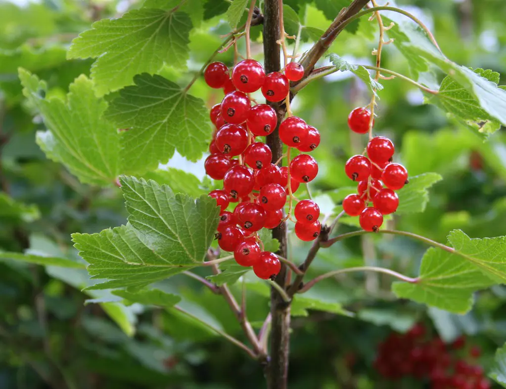 Buy Ribes rubrum Plants Online | Free Shipping NZ Wide
