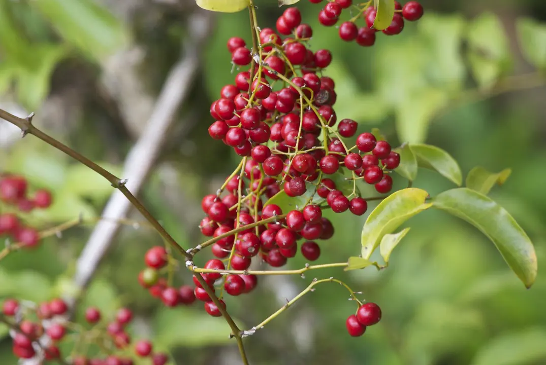 Buy Ripogonum scandens (Supplejack, Kareao) Plants Online NZ