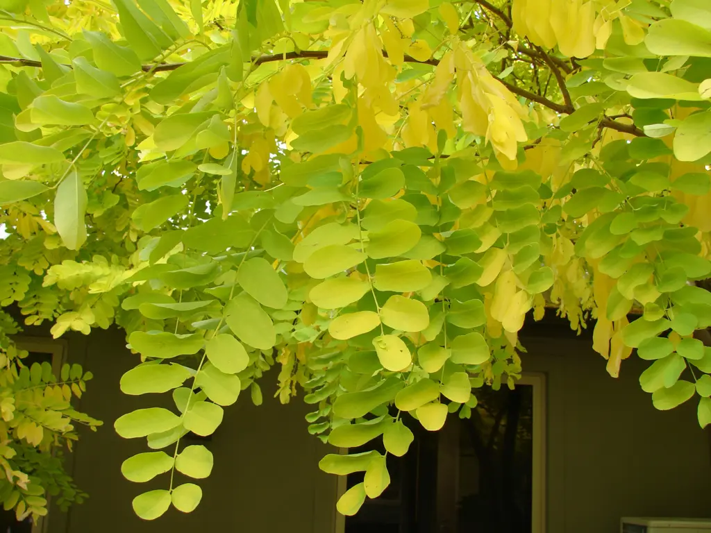 Buy Robinia 'Bellas Gold' (Black Locust Tree) Online NZ