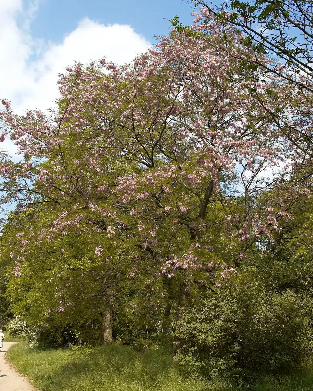 Buy Robinia Hillieri Plants | Free Shipping Over $150