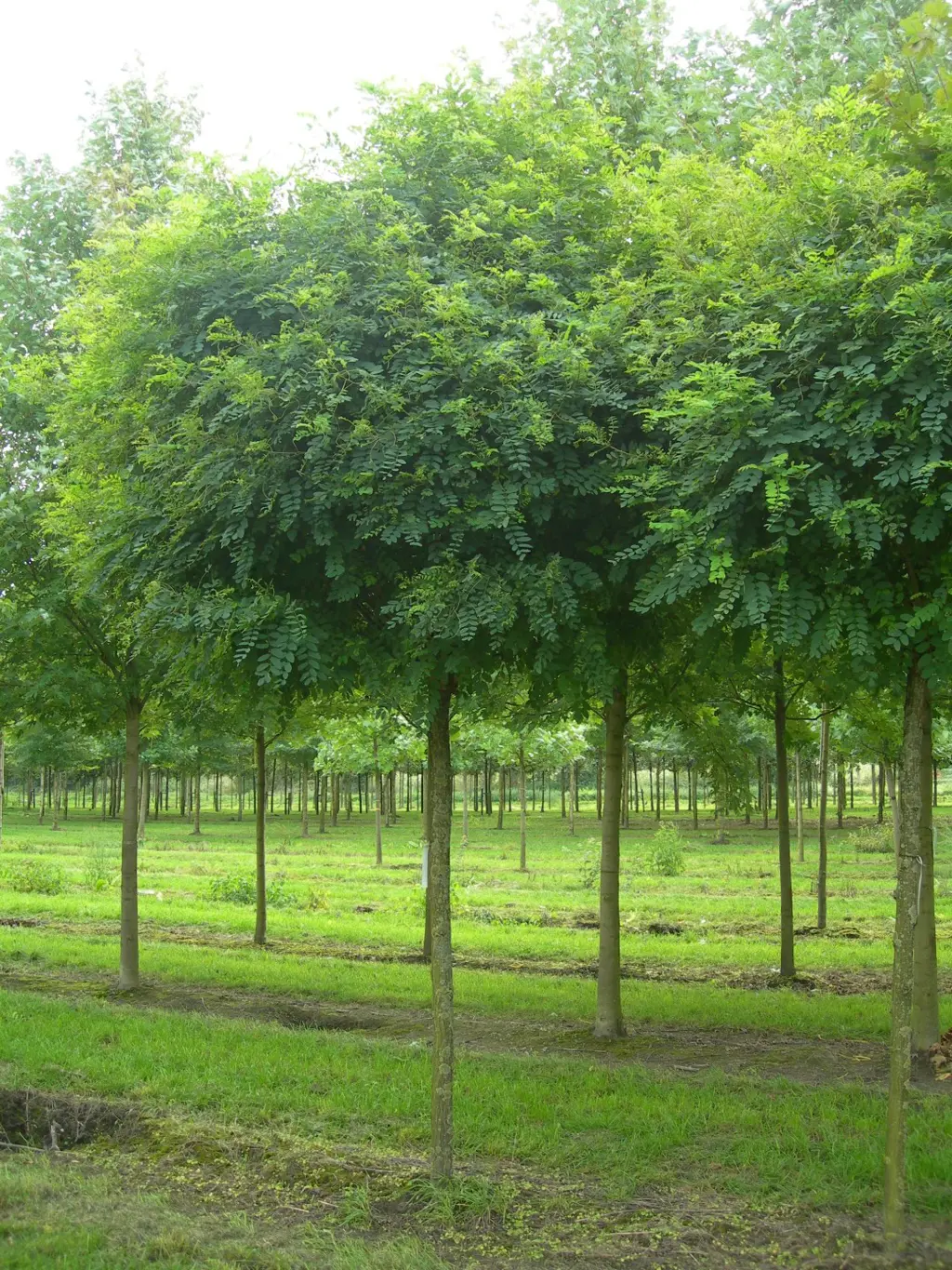 Robinia pseudoacacia Umbraculifera | Free Shipping Over $150