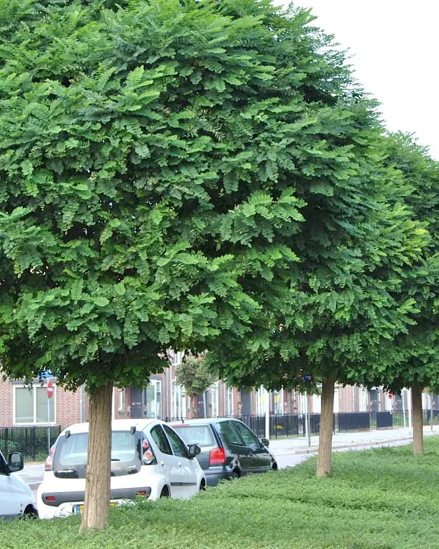 Robinia Mop Top Free Freight Option