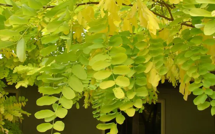 Buy Robinia Tropical Splash Plants | Free Shipping Over $150