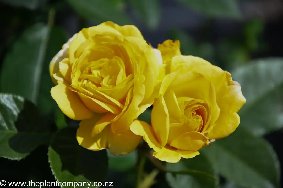 Rose Absolutely Fabulous Standard | Free Shipping Over $150