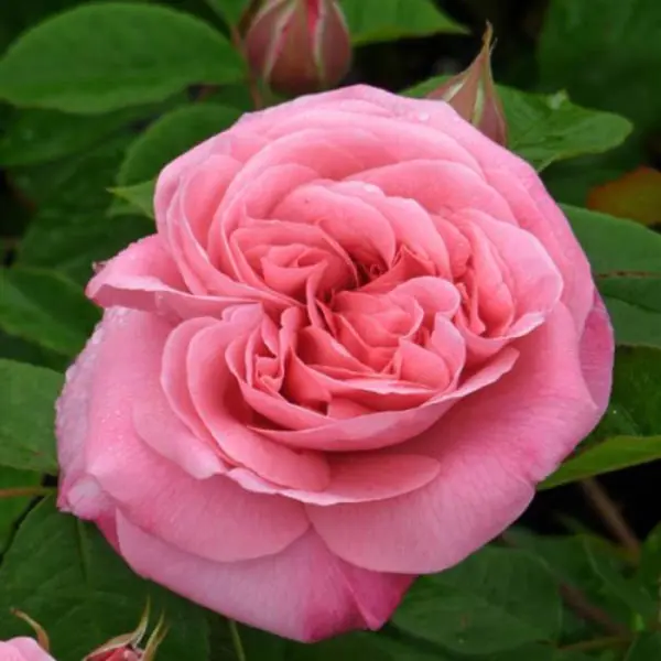Buy Rose Amelia Plants Online | Free Shipping NZ Wide