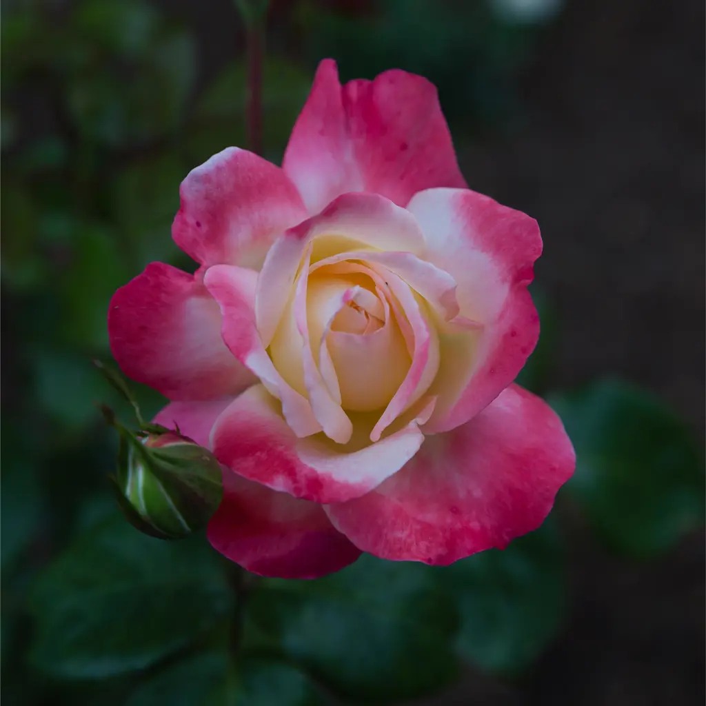 Buy Andrea Jane Rose Plants Online | Free Shipping NZ Wide