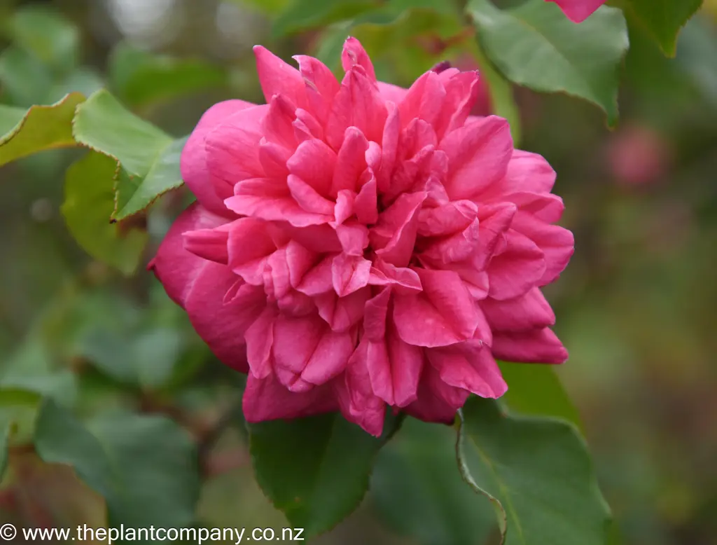 Buy Rose Archiduc Joseph Plants | Free Shipping NZ Wide
