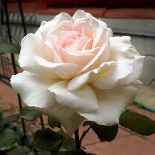 Buy Auckland Metro Rose Online | Free Shipping NZ Wide