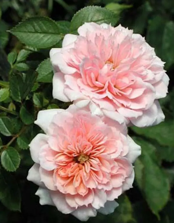 Buy Rose Baby Austin Plants | Free Shipping Over $150