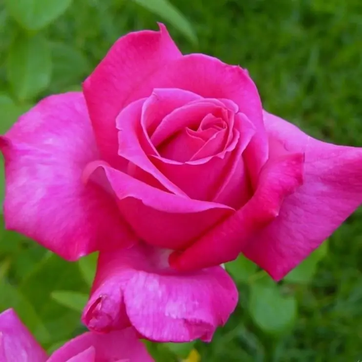 Buy Best Friend Rose Plants Online | Free Shipping NZ Wide