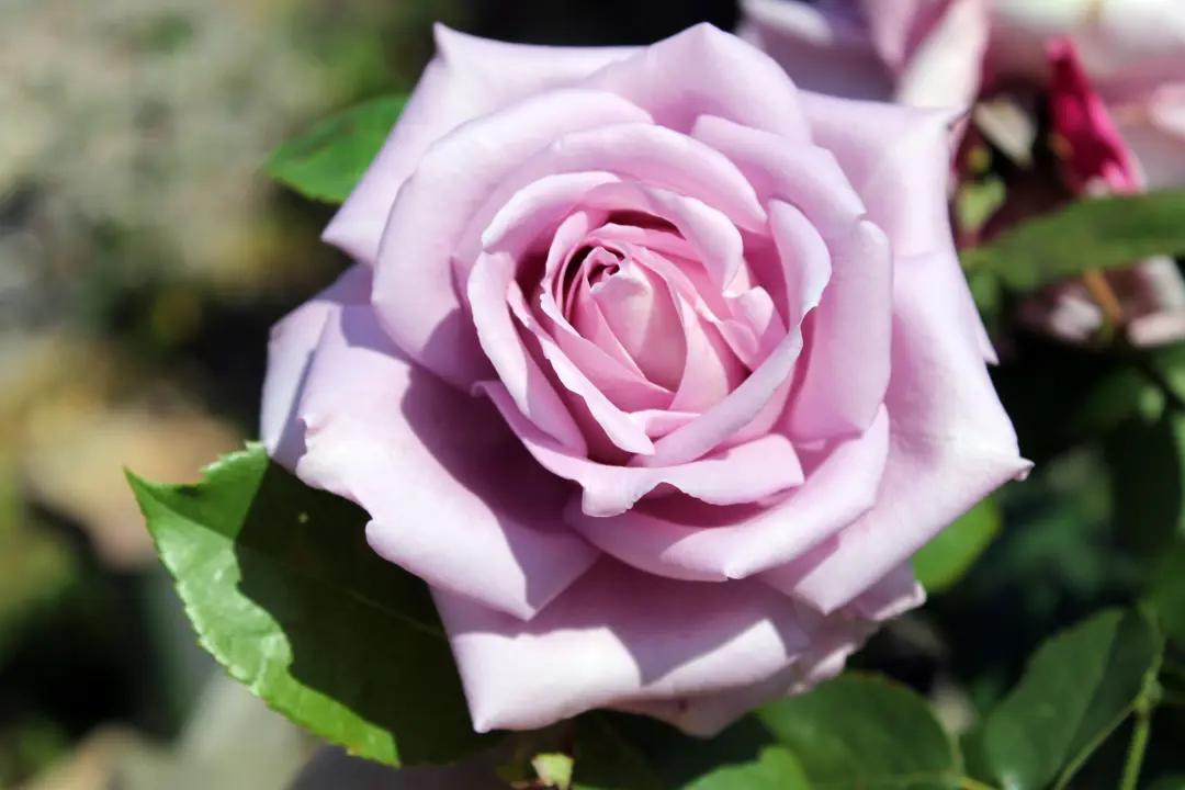 Buy Blue Moon Rose Plants Online | Free Shipping NZ Wide
