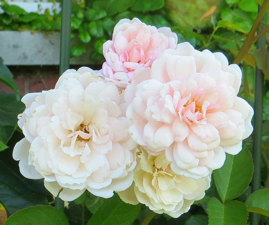 Buy Rose Blush Noisette Plants | Free Shipping Over $150