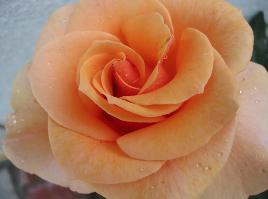 Buy Brandy Rose Plants | Free Shipping NZ Wide