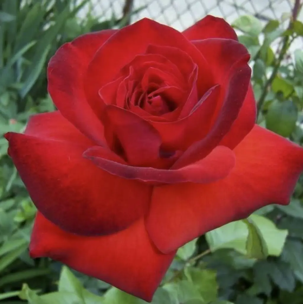 Buy Rose Camara Plants | Free Shipping Over $150