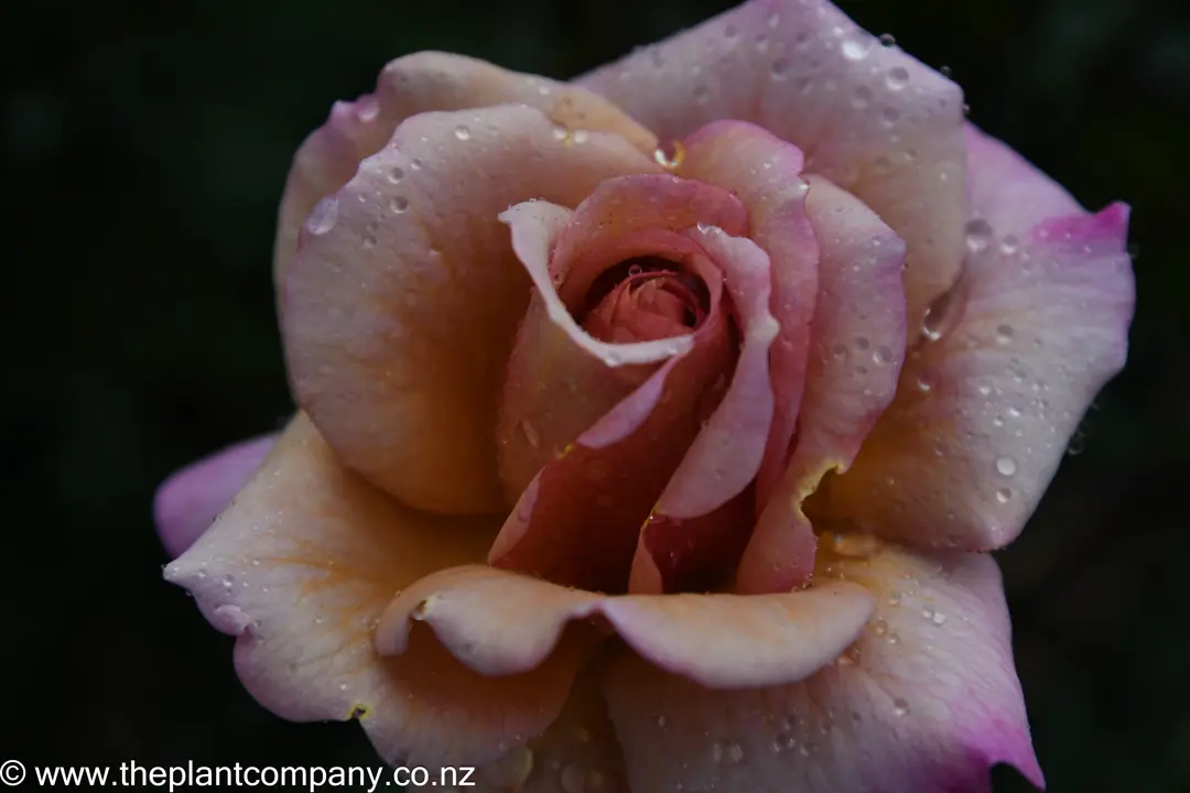 Buy Rose Cappuccino Standard Plants | Free Shipping Over $150