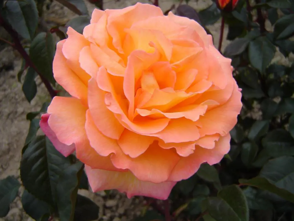 Buy City of Auckland Rose Plant | Free Shipping NZ Wide