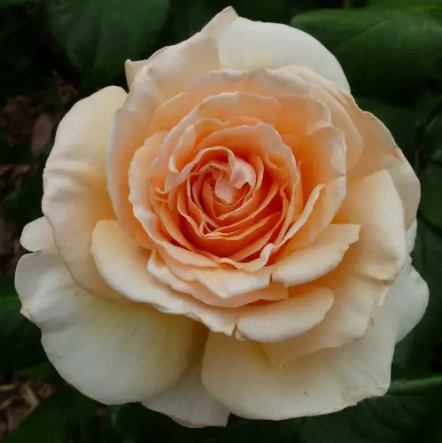 Buy Clodagh McGredy Rose Plants Online | Free Shipping