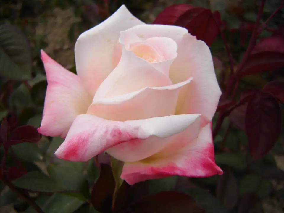 Buy Colleen Rose Plants Online | Free Shipping NZ Wide