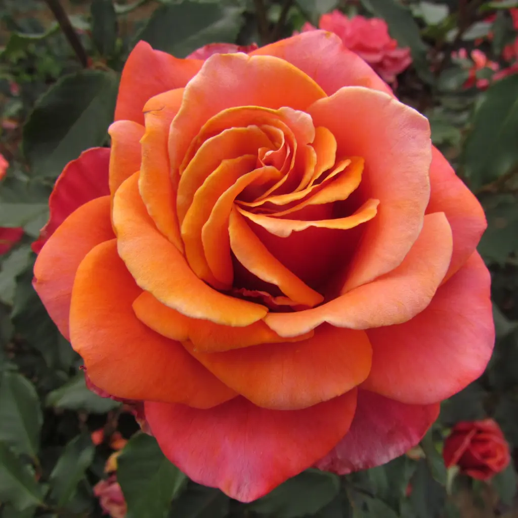 Buy Rose Copper Lights Plants Online | Free Shipping NZ Wide