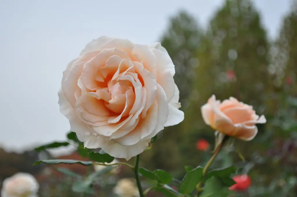 Buy Cream Delight Rose Plants Online | Free Shipping NZ Wide