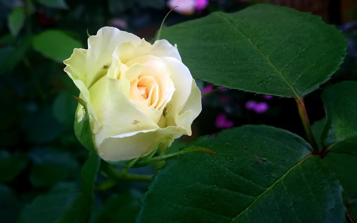 Buy Creme de la Creme Rose Plants Online | Free Shipping NZ