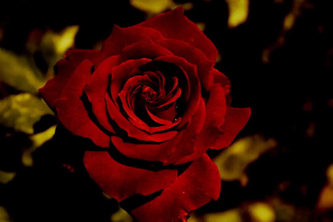 Buy Rose Dark Lady Online | Free Shipping NZ Wide