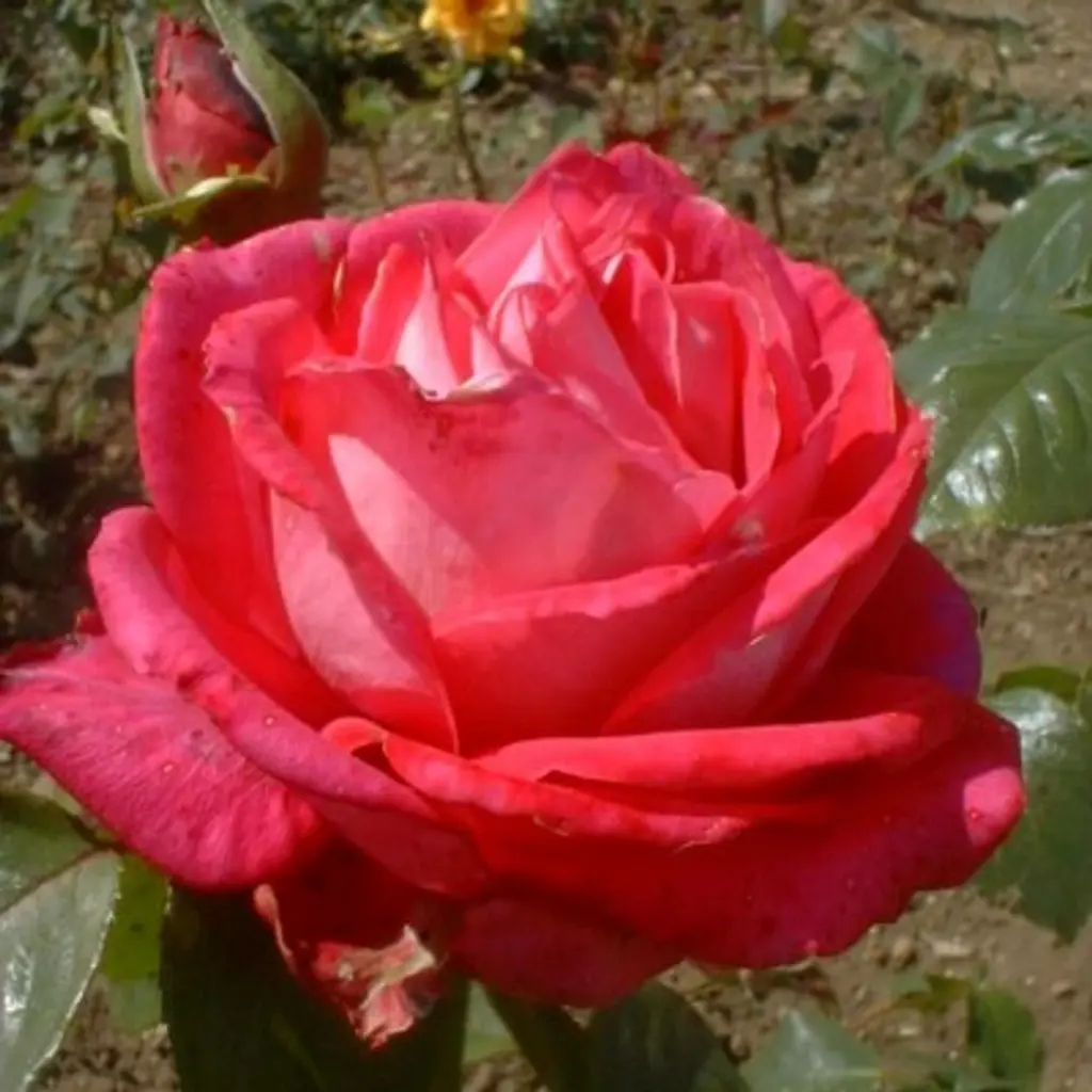 Buy Rose Debbie Thomas Plants Online | Free Shipping NZ Wide