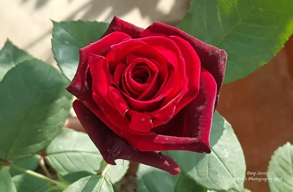 Buy Deep Secret Rose Plants Online | Free Shipping NZ Wide