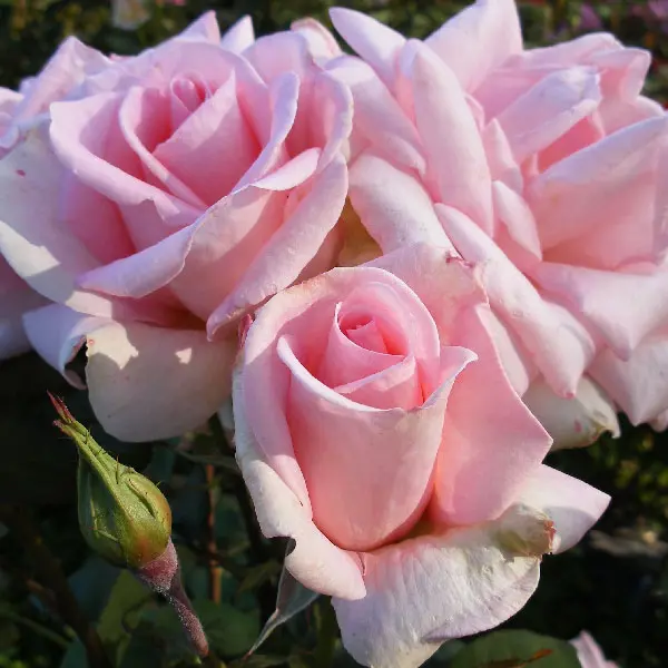 Buy Rose Desiree Plants Online | Free Shipping NZ Wide