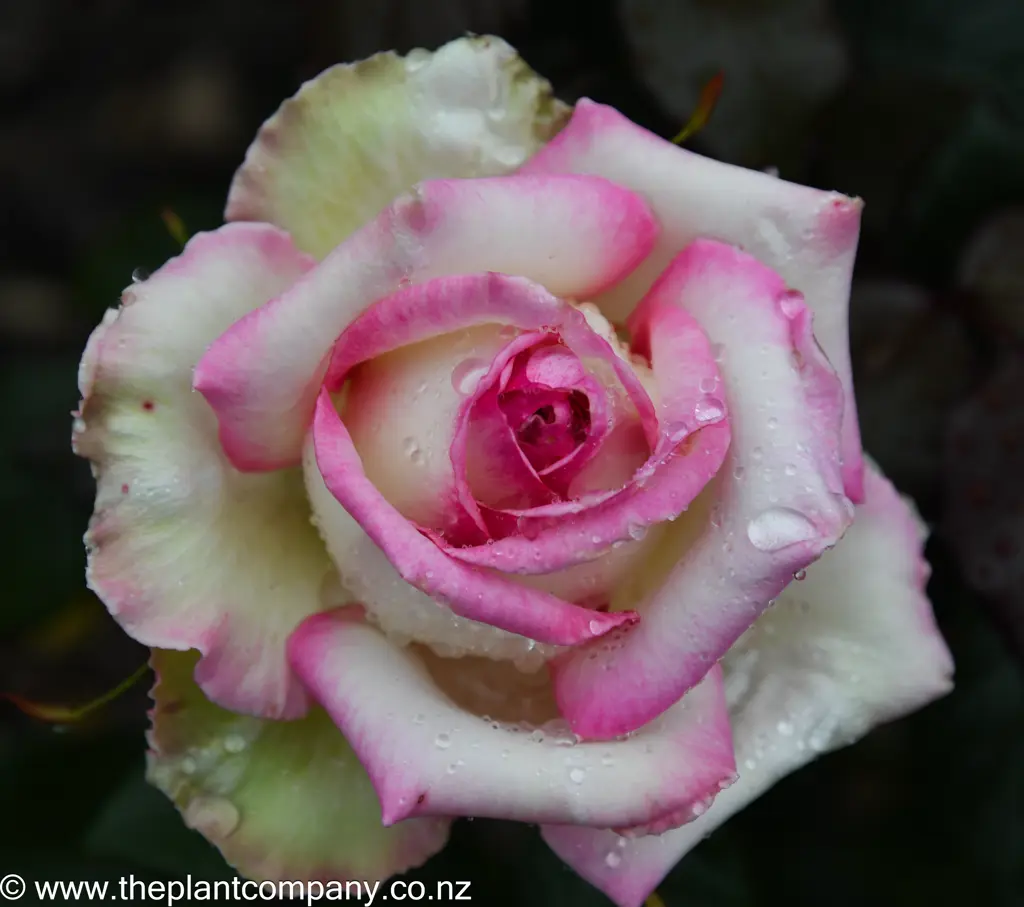 Buy Rose Diamond Design Standard Plants | Free Shipping Over $150