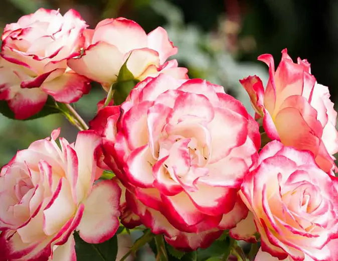 Buy 'Double Delight' Rose Shrubs Online | Free Shipping NZ