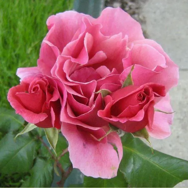 Buy Rose Duet Plants | Free Shipping Over $150