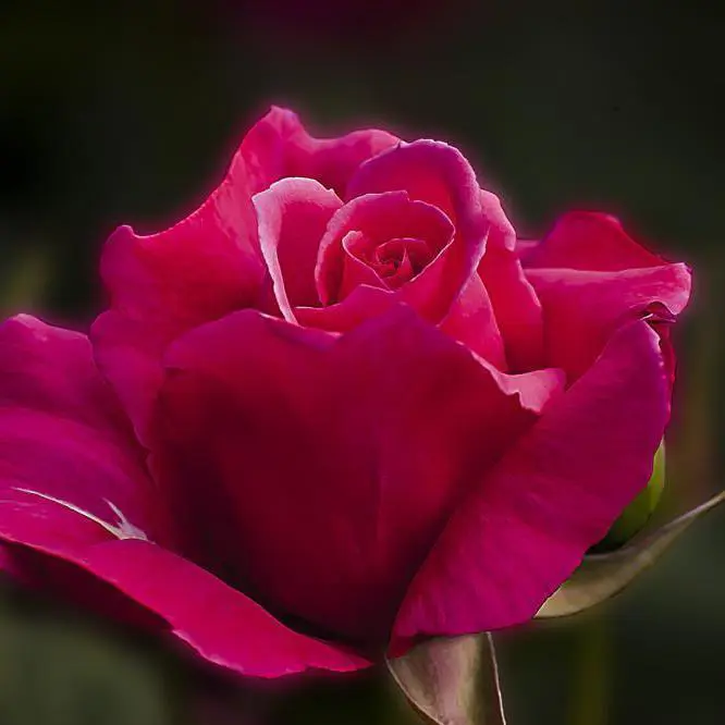Buy Rose Electron Plants | Free Shipping Over $150
