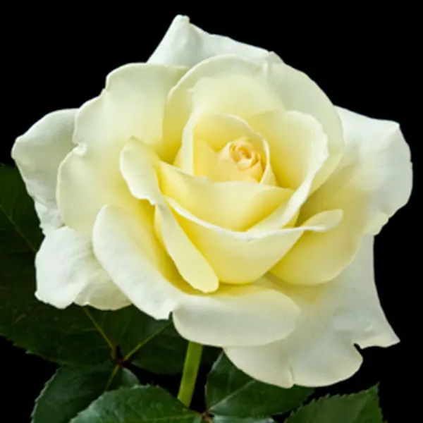 Buy 'Elina' Rose Plants Online | Free Shipping NZ Wide