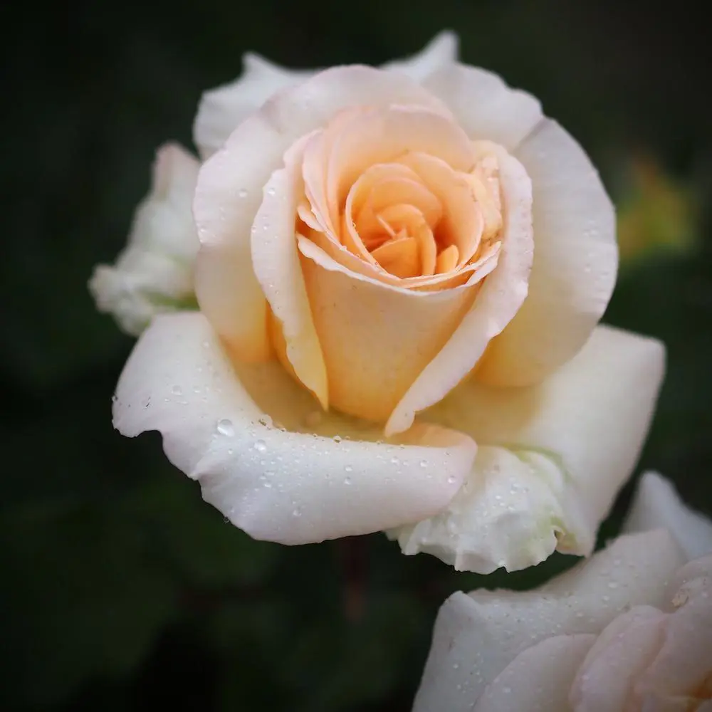 Buy 'Emperor' Rose Plants Online | Free Shipping NZ Wide