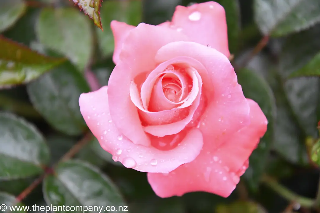 Buy Rose Everlasting Hope Standard Plants | Free Shipping Over $150