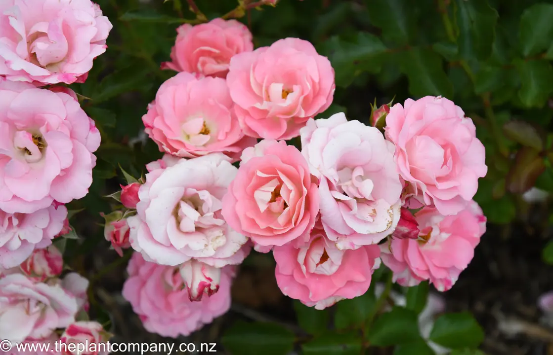 Buy Rose Eye Candy Plants | Free Shipping Over $150
