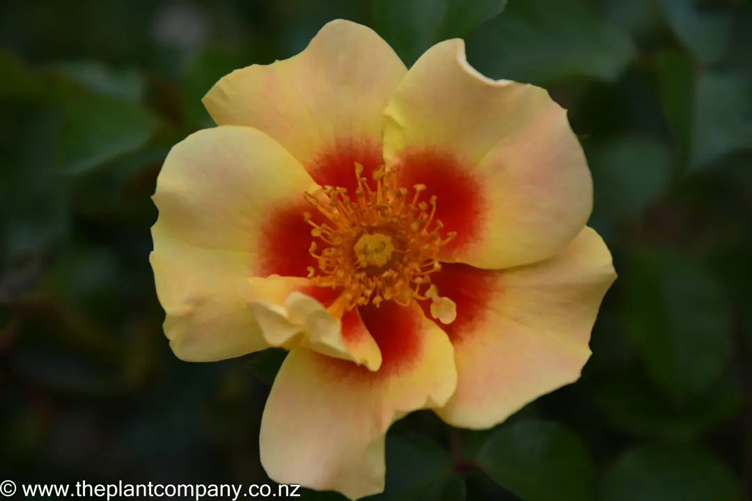 Buy Rose Eye Of The Tiger Plants | Free Shipping Over $150