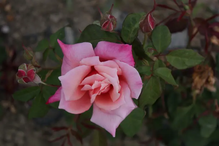 Buy Rose First Love Plants | Free Shipping Over $150